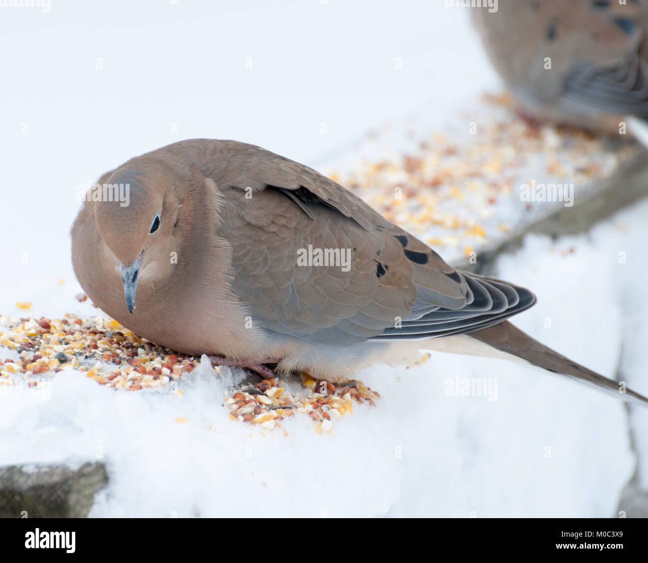 Dove eating seed hi-res stock photography and images - Alamy