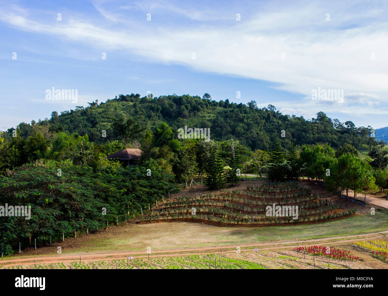 Planting big trees hi-res stock photography and images - Alamy