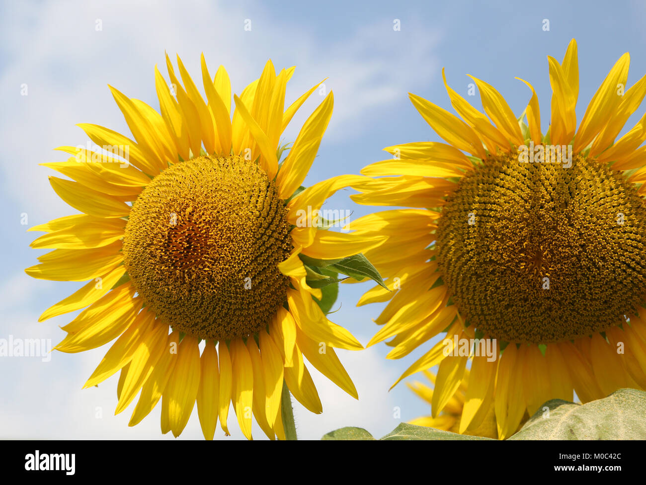 two huge sunflowers with yellow petals in the field of flowers in ...