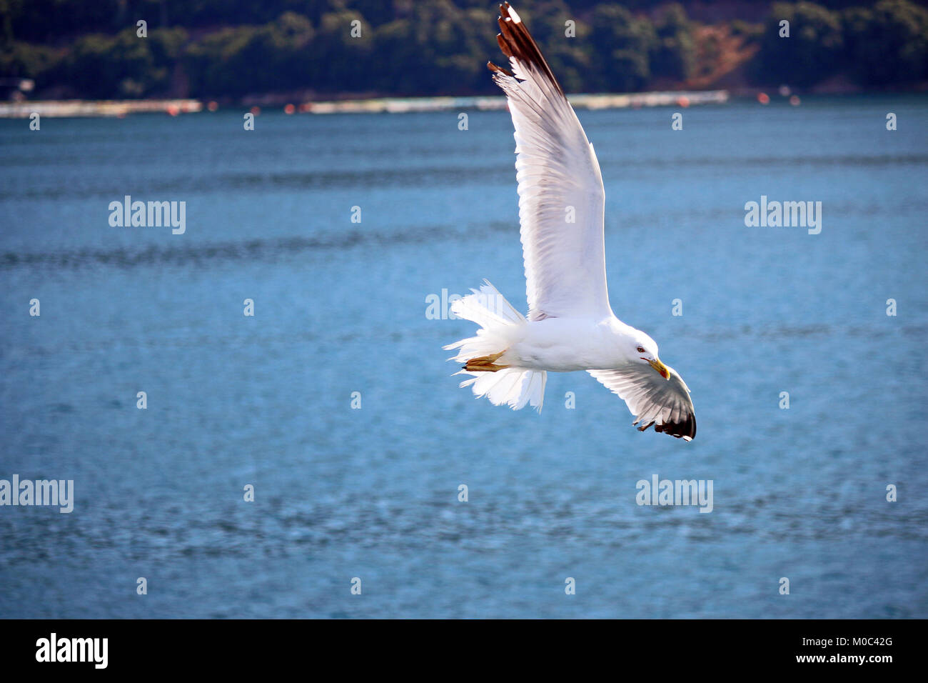Seagull flying over sea Stock Photo - Alamy