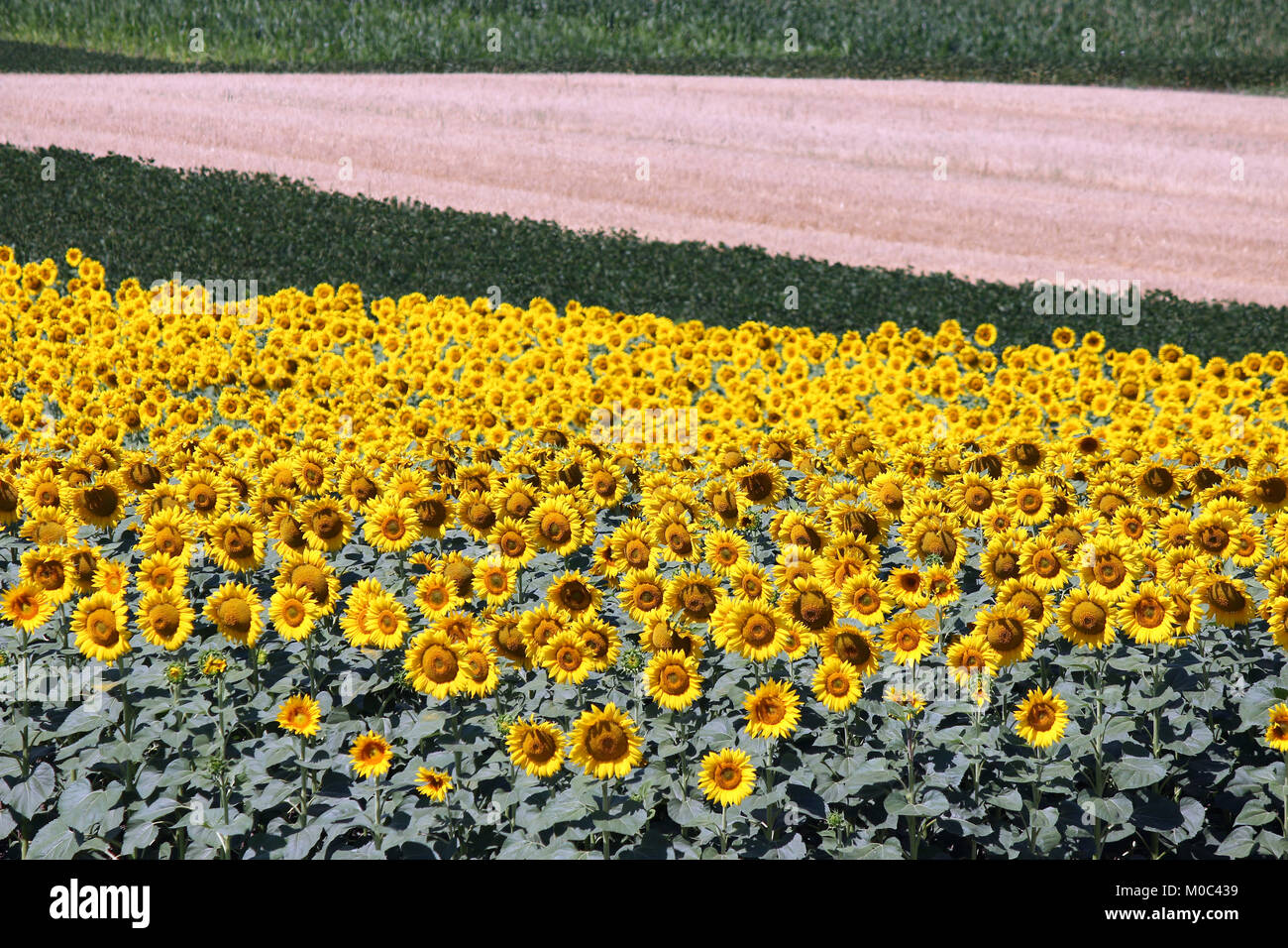 Summer season farming hi-res stock photography and images - Alamy