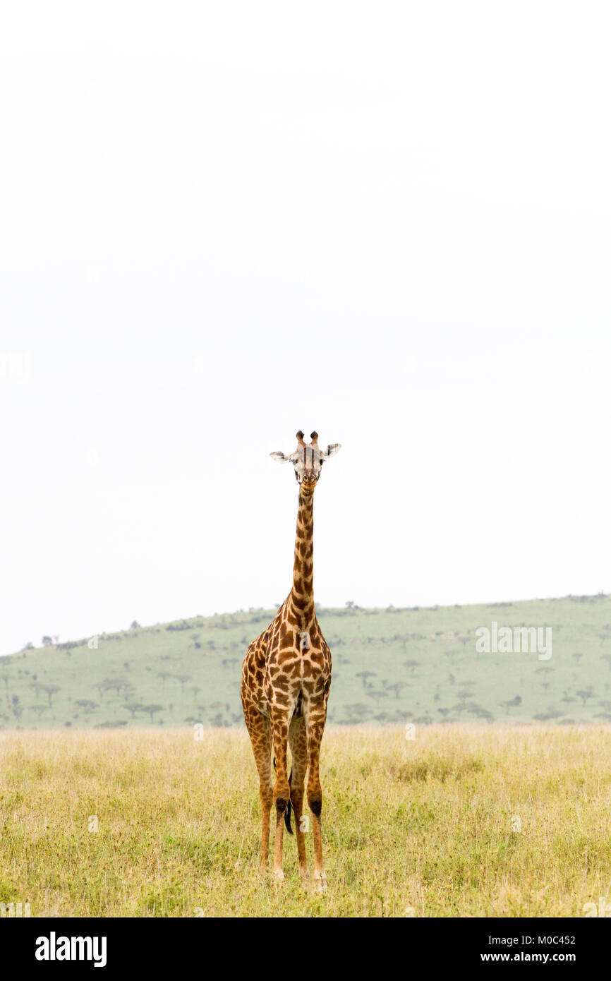 The giraffe (Giraffa), genus of African even-toed ungulate mammals, the ...