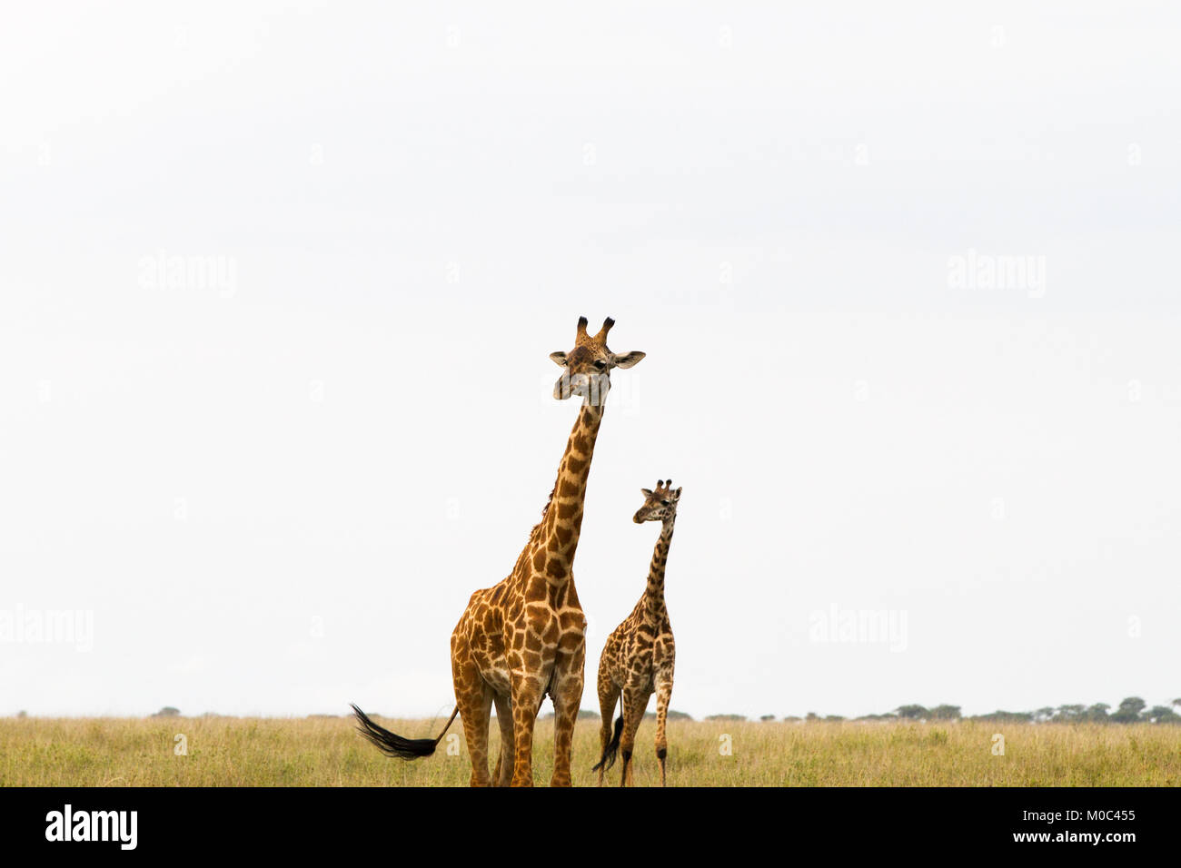 The giraffe (Giraffa), genus of African even-toed ungulate mammals, the ...
