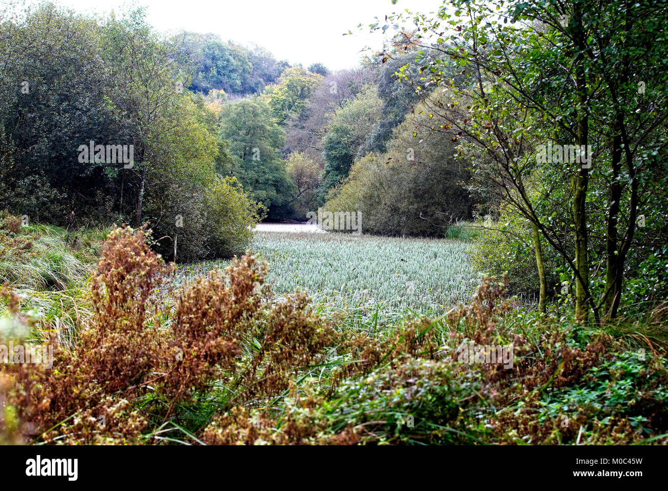 On the woodland walk around Swanbourne Lake, Arundel, West Sussex ...