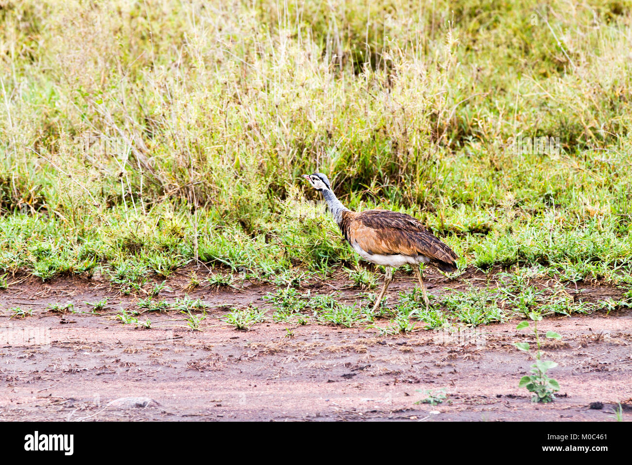 Serengeti National Park, Tanzanian national park in the Serengeti ...
