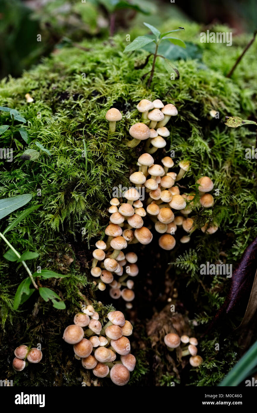 A cluster of toadstools growing out of a decaying tree stump, Sussex ...
