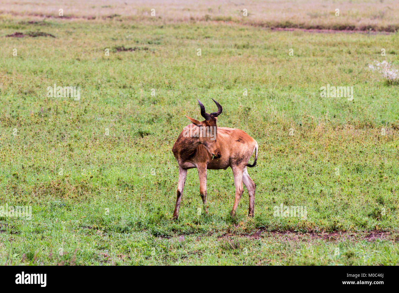 African antelope - the hartebeest (Alcelaphus buselaphus), also known ...