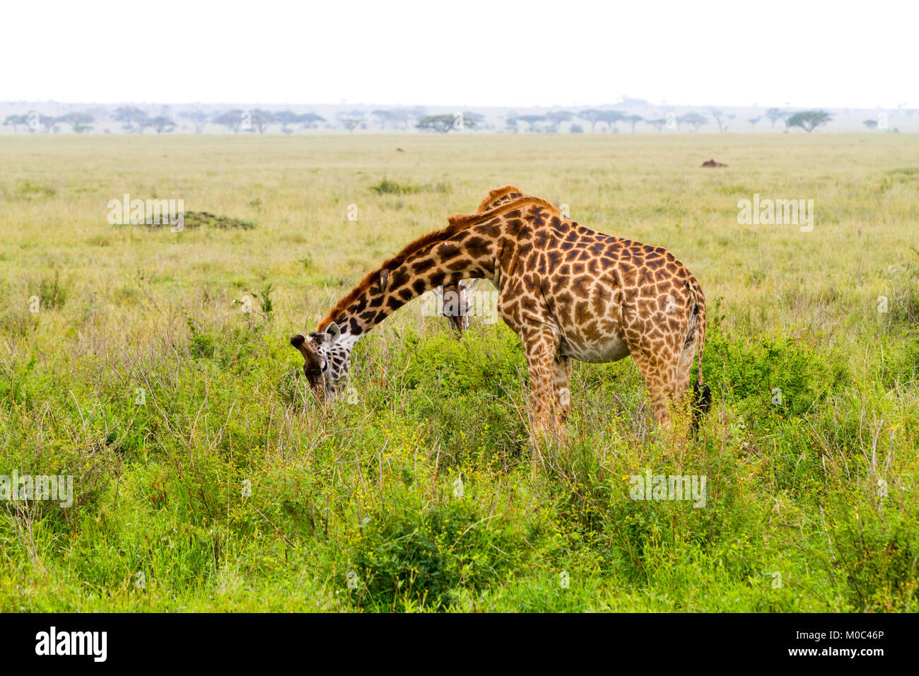 The giraffe (Giraffa), genus of African even-toed ungulate mammals, the ...