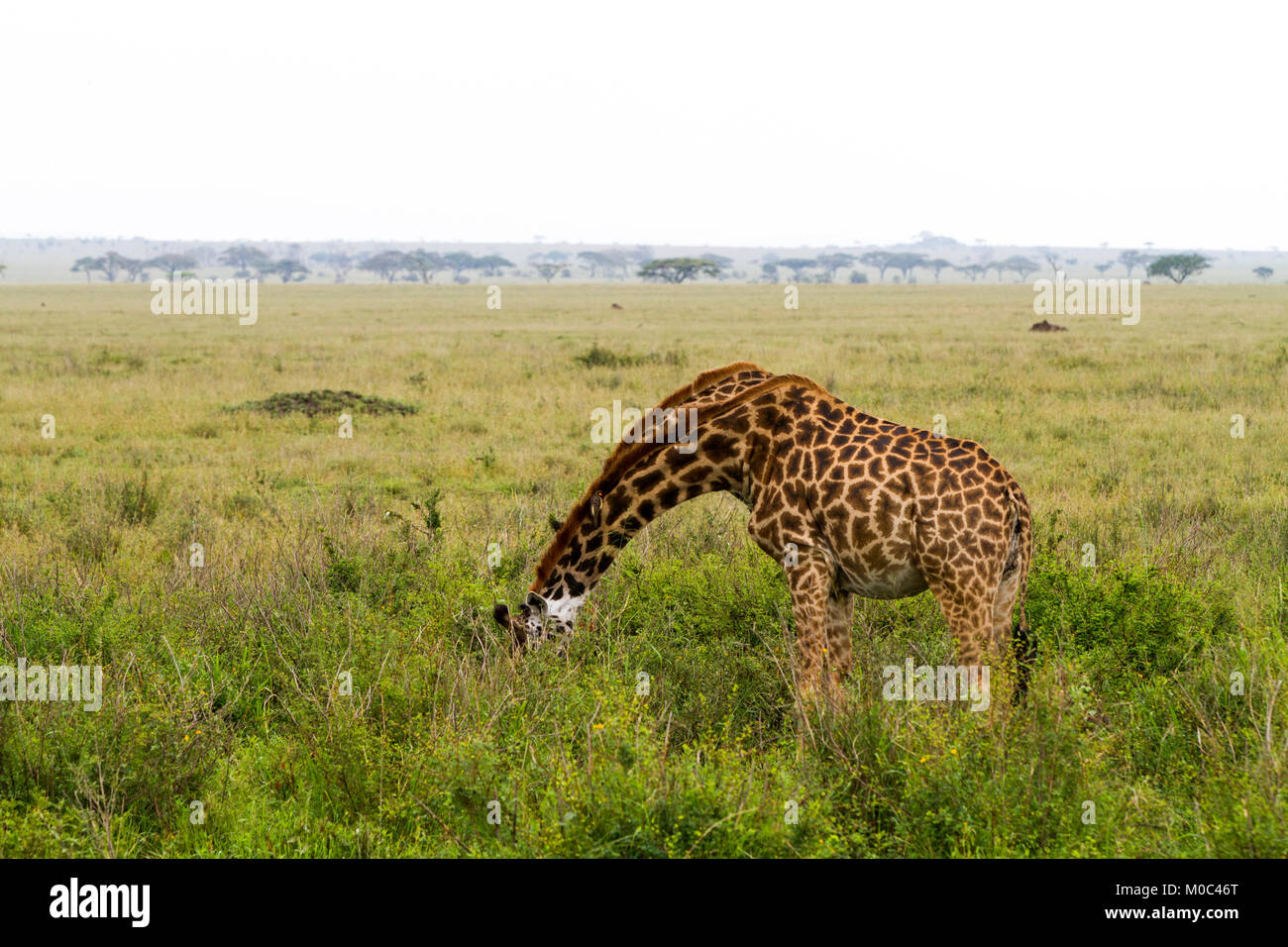 The giraffe (Giraffa), genus of African even-toed ungulate mammals, the ...