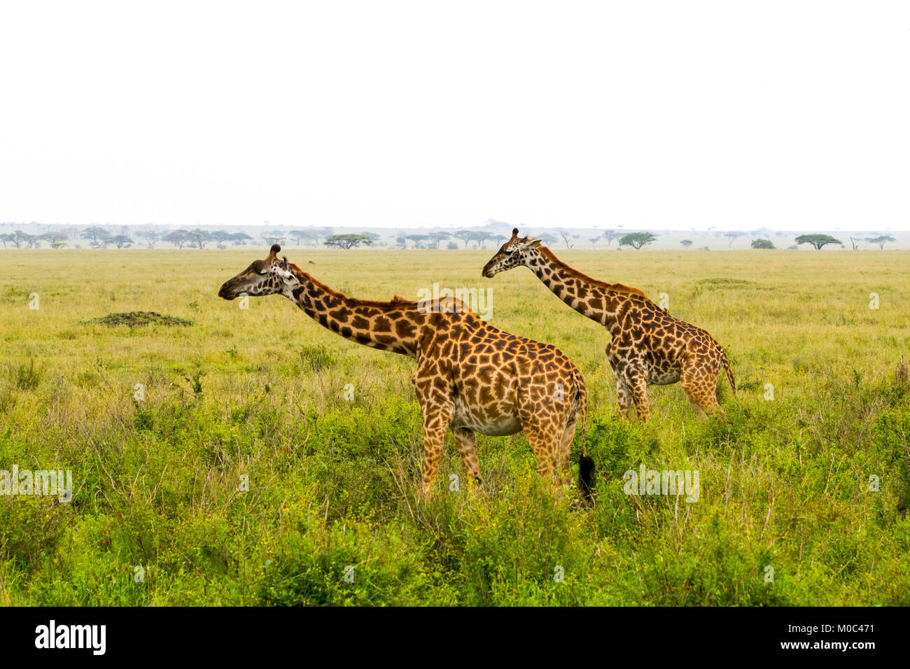 The giraffe (Giraffa), genus of African even-toed ungulate mammals, the ...