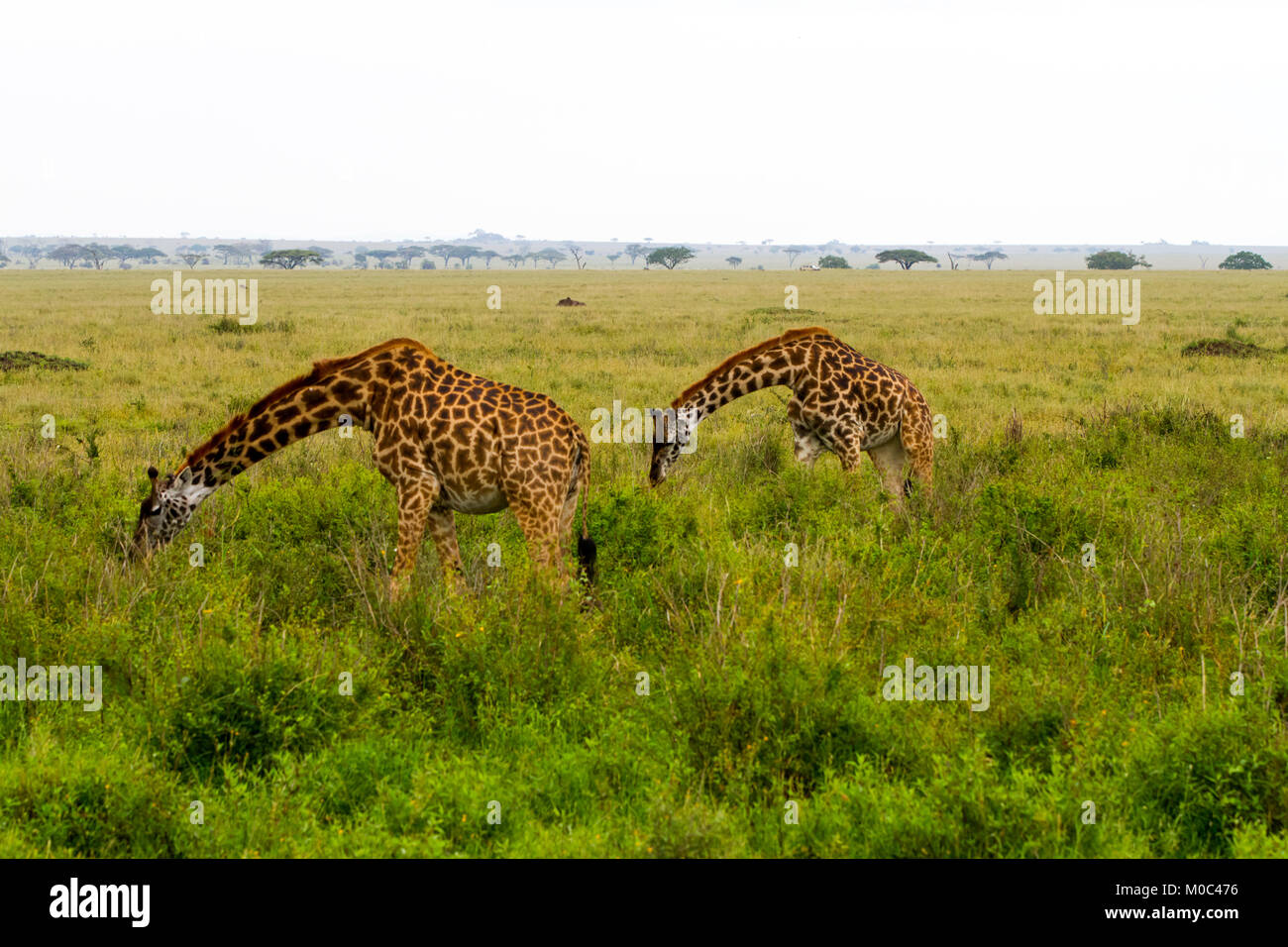 The giraffe (Giraffa), genus of African even-toed ungulate mammals, the ...