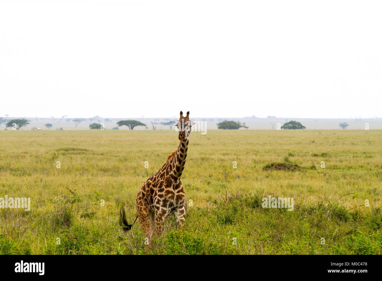 The giraffe (Giraffa), genus of African even-toed ungulate mammals, the ...