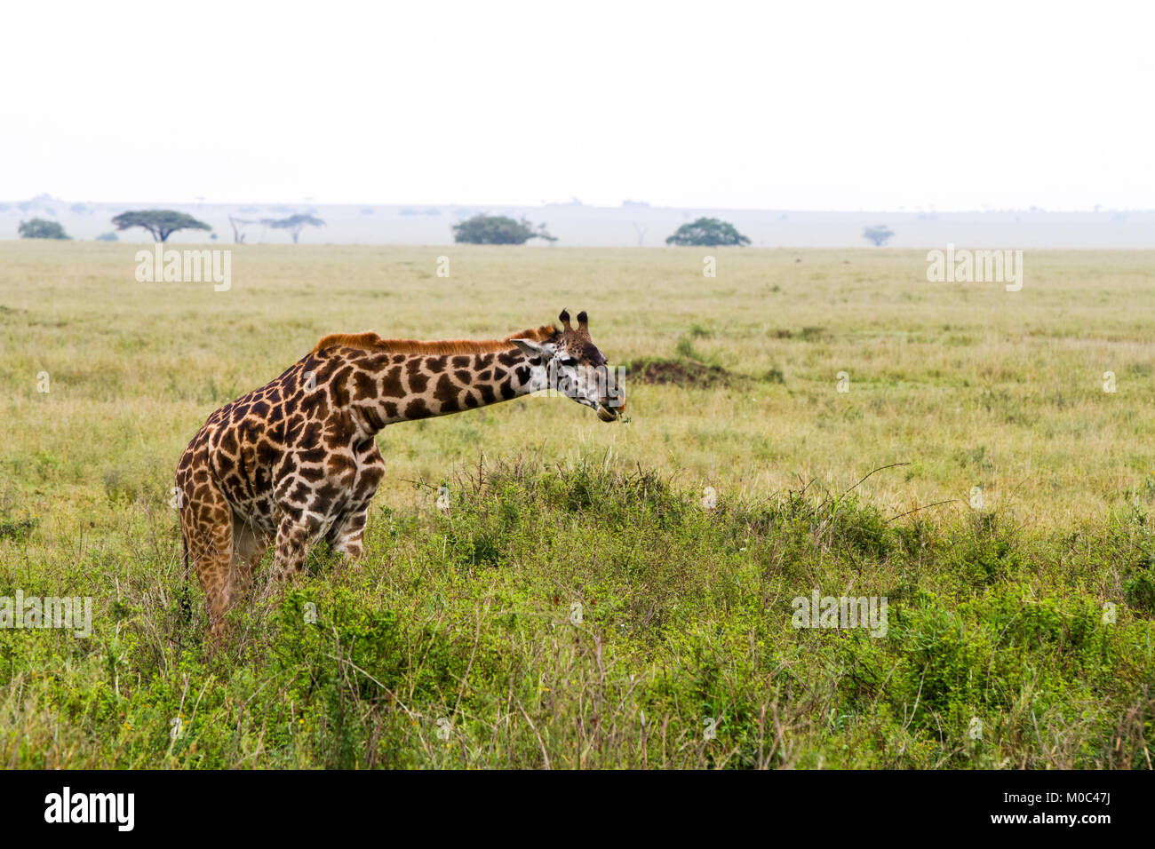 The giraffe (Giraffa), genus of African even-toed ungulate mammals, the ...