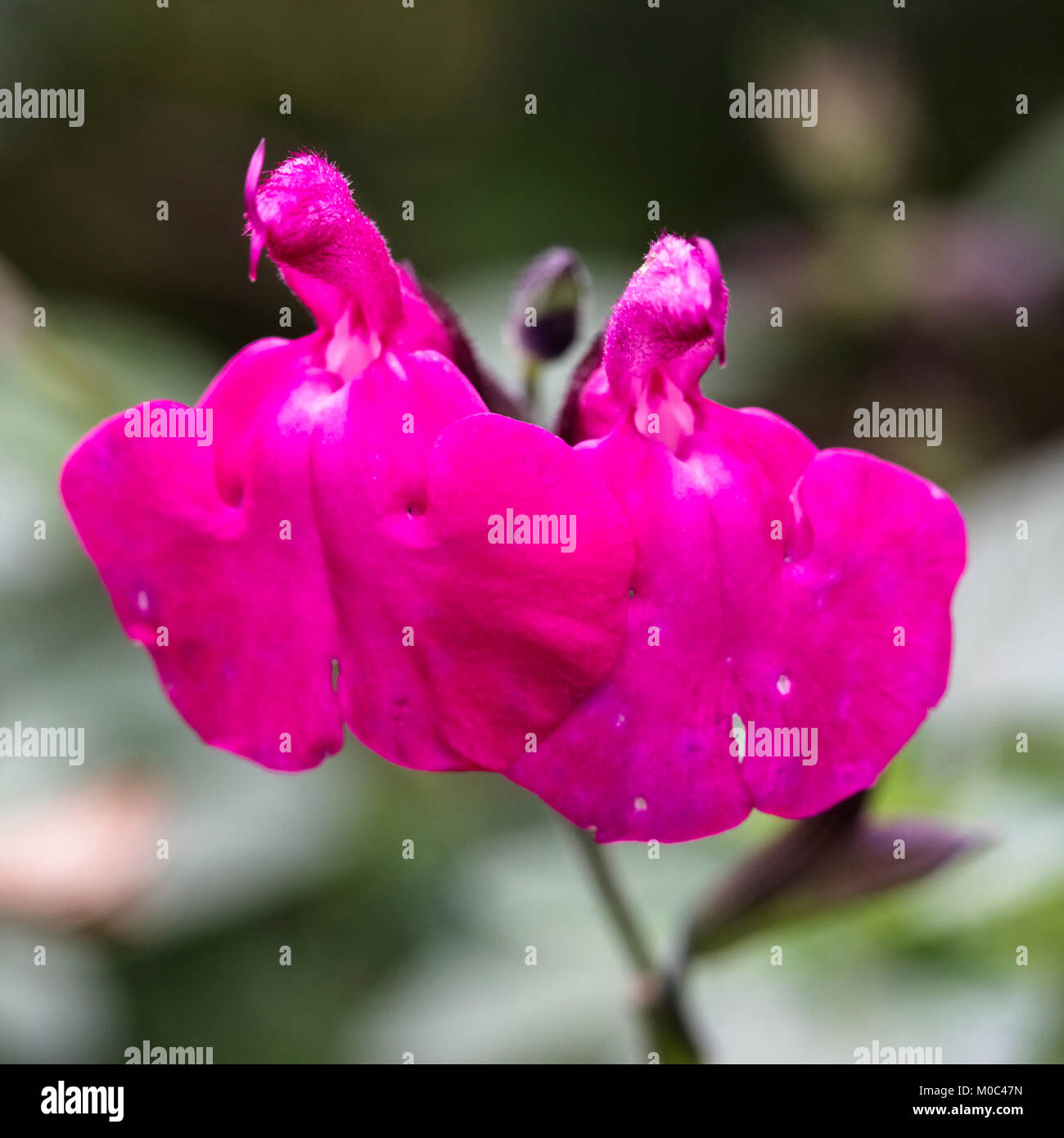 Flowers of Himalayan balsam (Impatiens glandulifera), an invasive plant ...