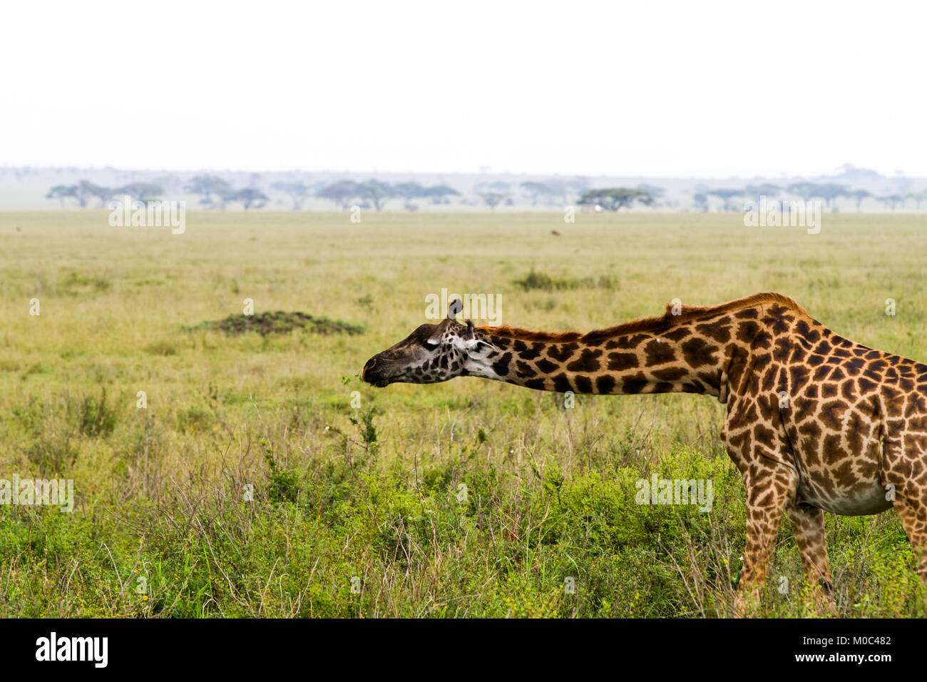 The giraffe (Giraffa), genus of African even-toed ungulate mammals, the ...