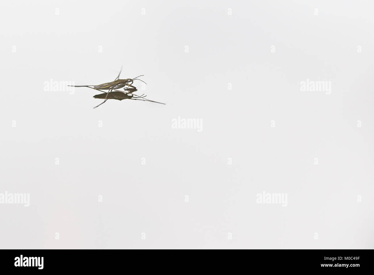 Meniscus water hi-res stock photography and images - Alamy