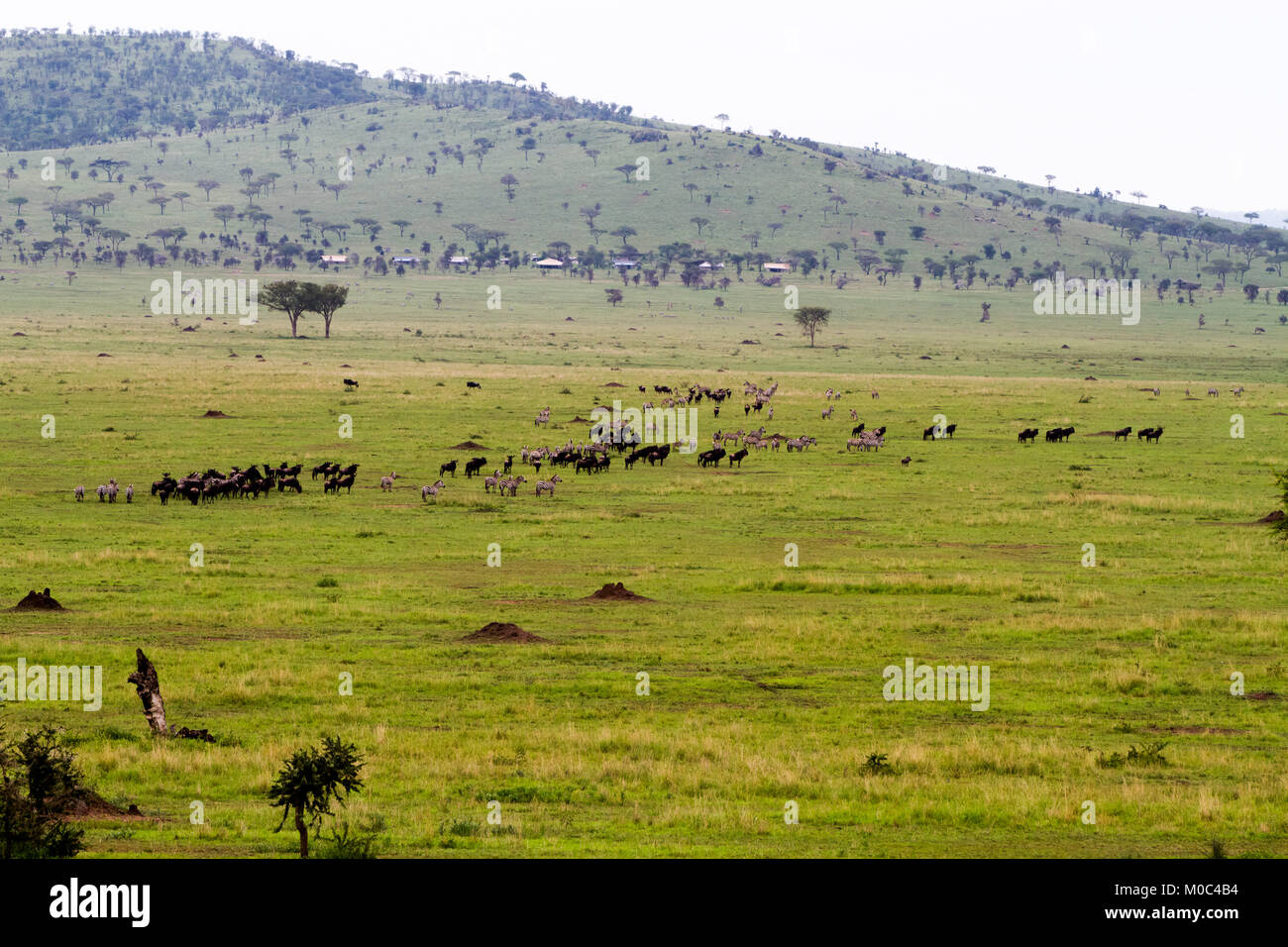 Serengeti National Park, Tanzanian national park in the Serengeti ...