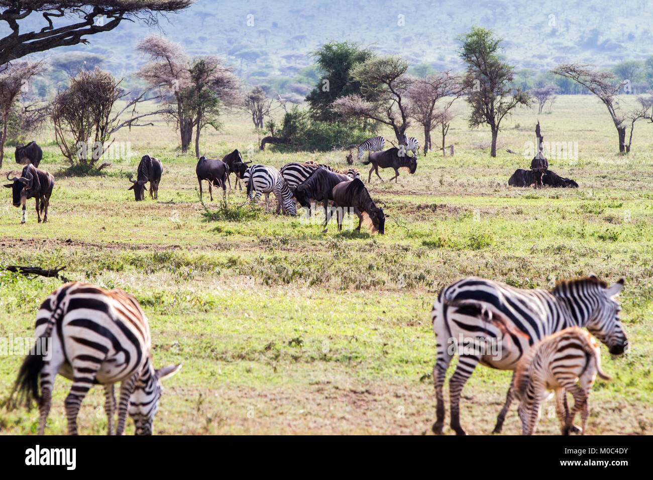 Zebra species of African equids (horse family) united by their ...