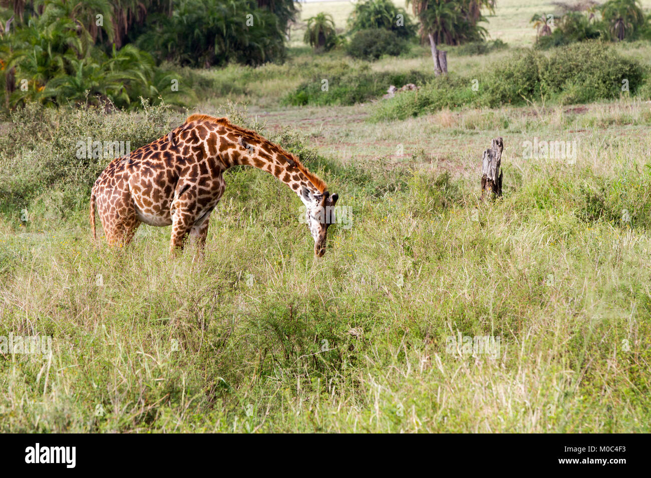 The giraffe (Giraffa), genus of African even-toed ungulate mammals, the ...