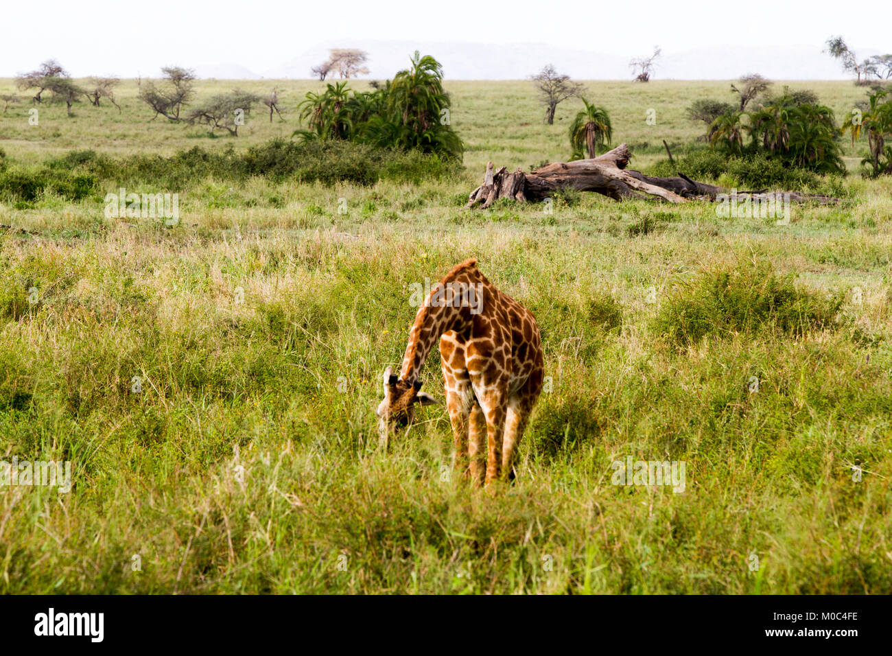 The giraffe (Giraffa), genus of African even-toed ungulate mammals, the ...