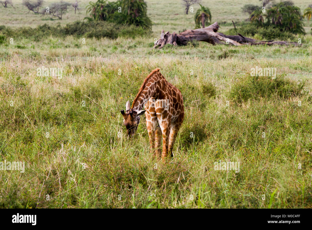 The giraffe (Giraffa), genus of African even-toed ungulate mammals, the ...