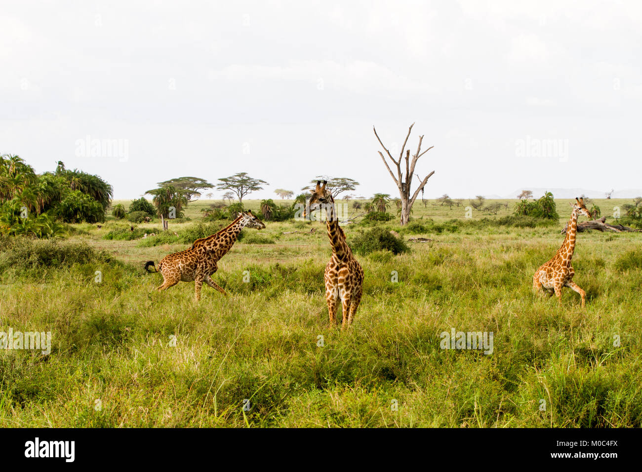 The giraffe (Giraffa), genus of African even-toed ungulate mammals, the ...