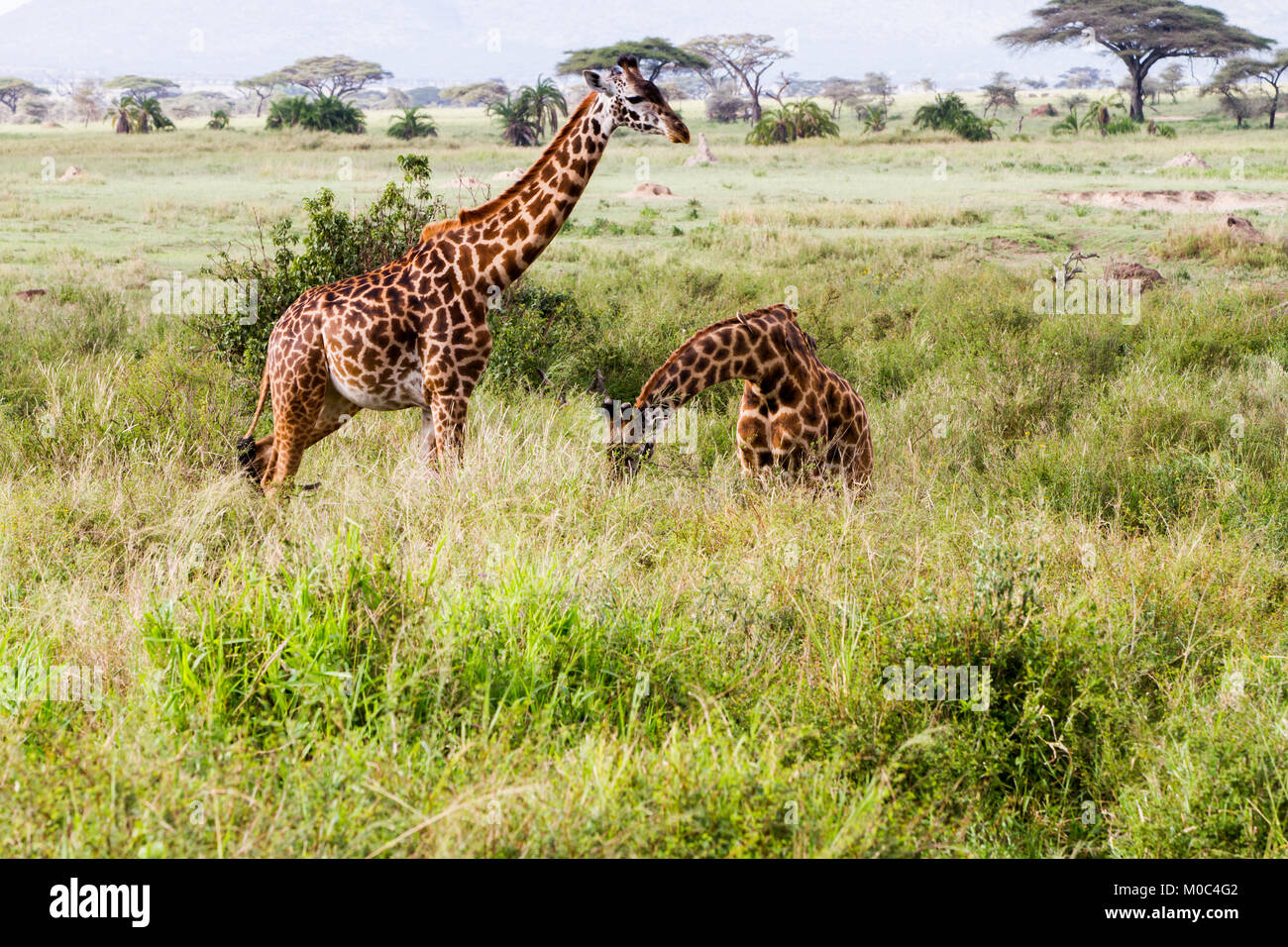 The giraffe (Giraffa), genus of African even-toed ungulate mammals, the ...
