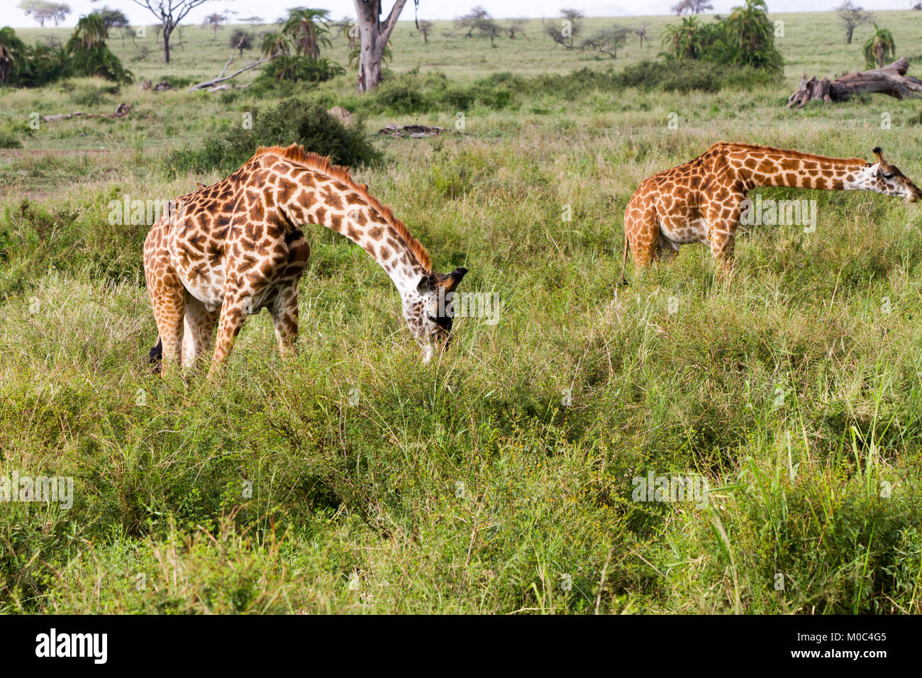 The giraffe (Giraffa), genus of African even-toed ungulate mammals, the ...