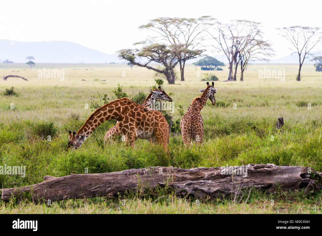The giraffe (Giraffa), genus of African even-toed ungulate mammals, the ...