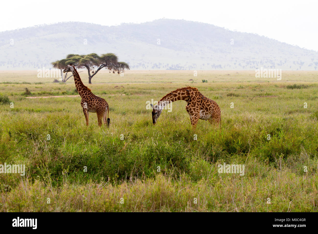 The giraffe (Giraffa), genus of African even-toed ungulate mammals, the ...