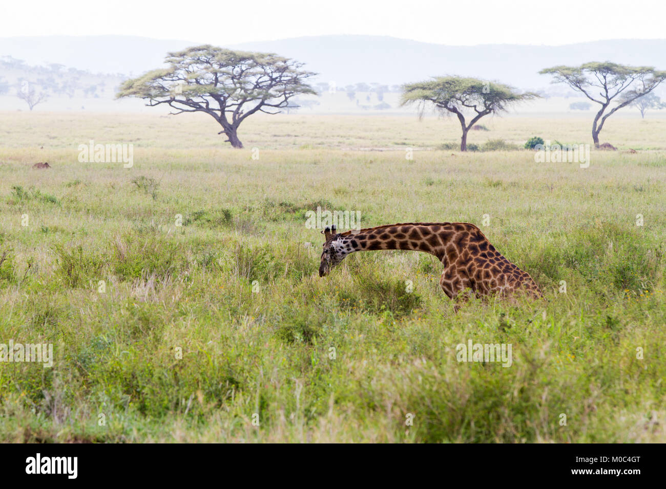 The giraffe (Giraffa), genus of African even-toed ungulate mammals, the ...