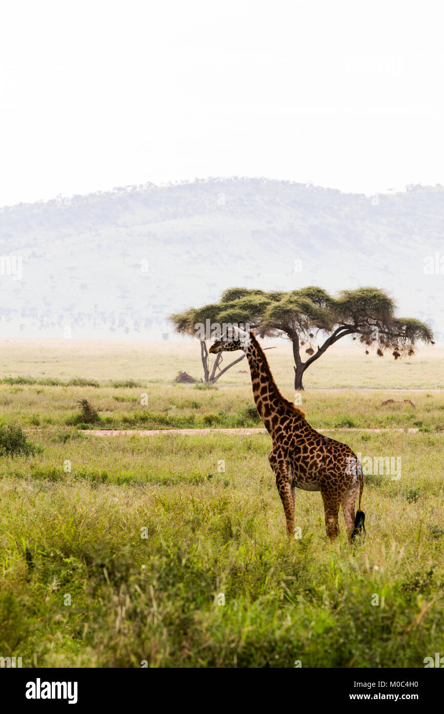 The giraffe (Giraffa), genus of African even-toed ungulate mammals, the ...