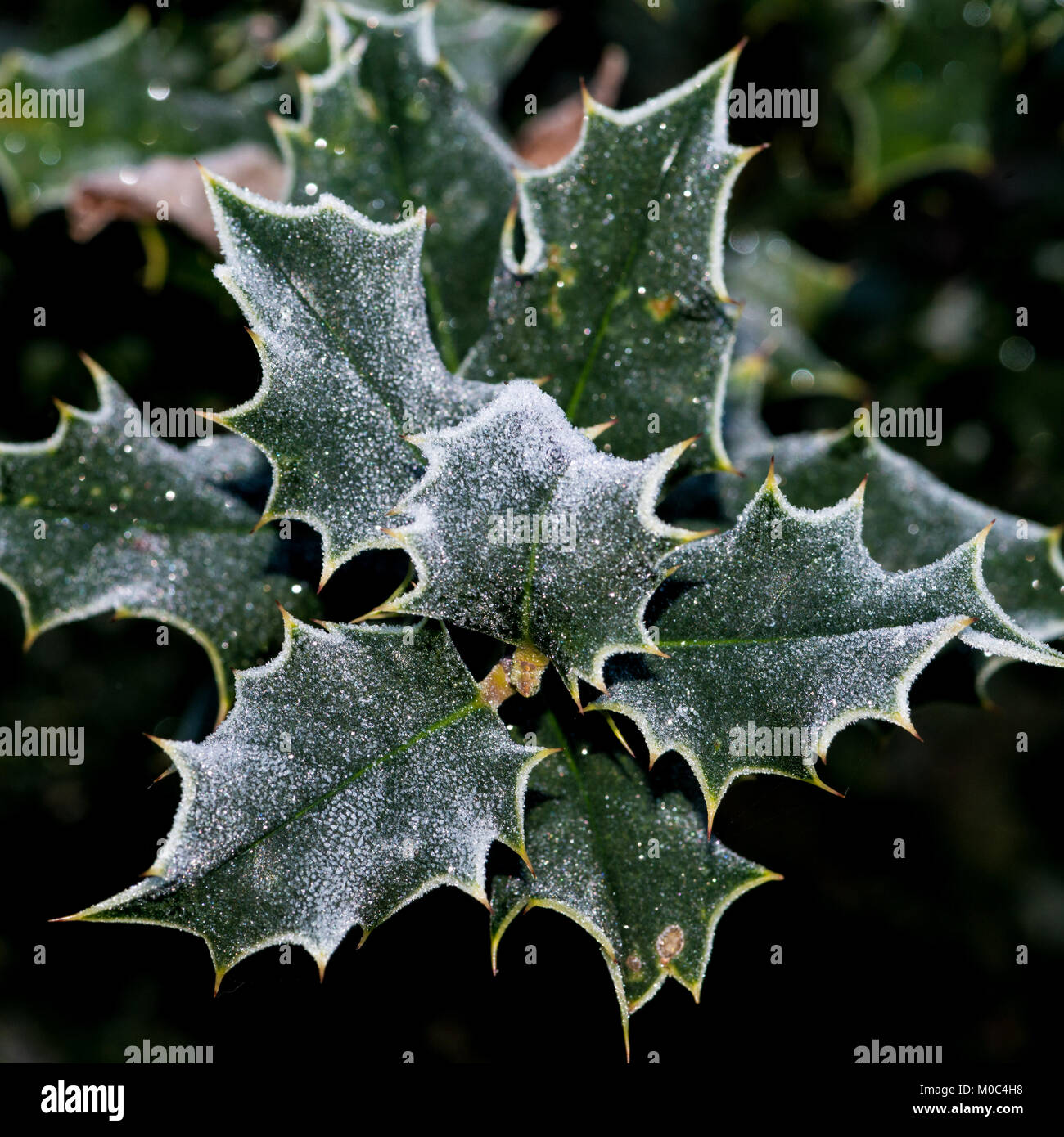 Frosted holly hi-res stock photography and images - Alamy