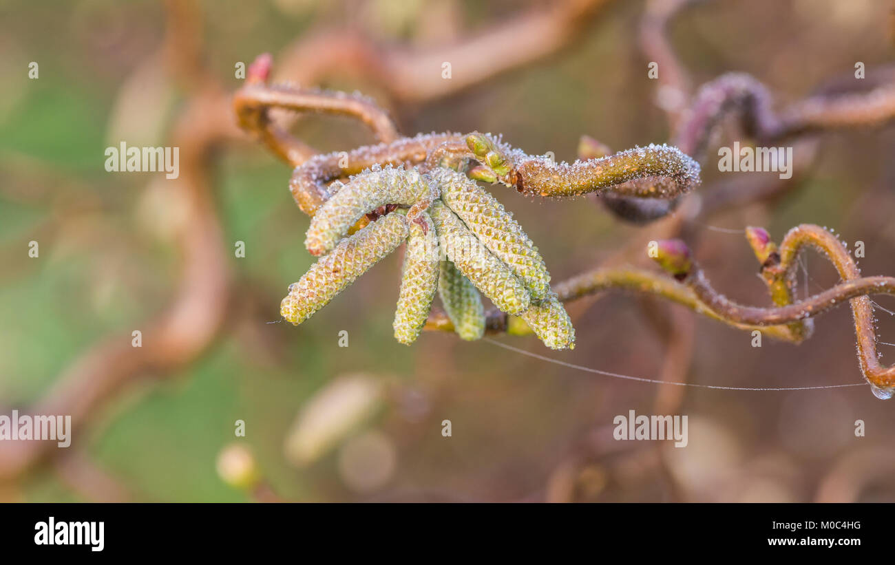 Corkscrew hazel tree hi-res stock photography and images - Alamy