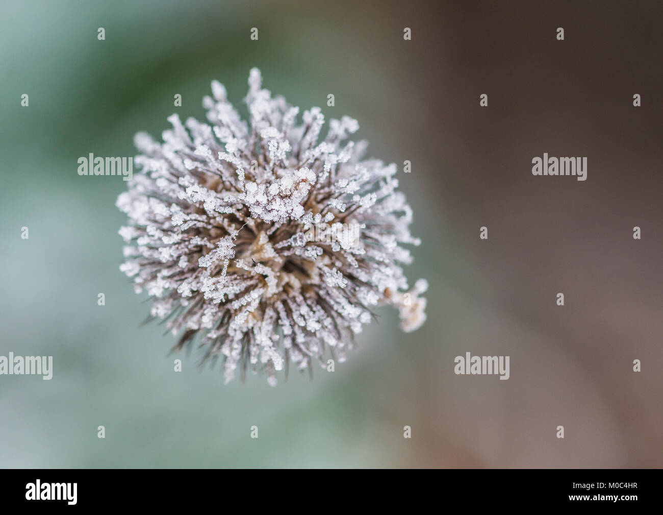 Scabious seed hi-res stock photography and images - Alamy