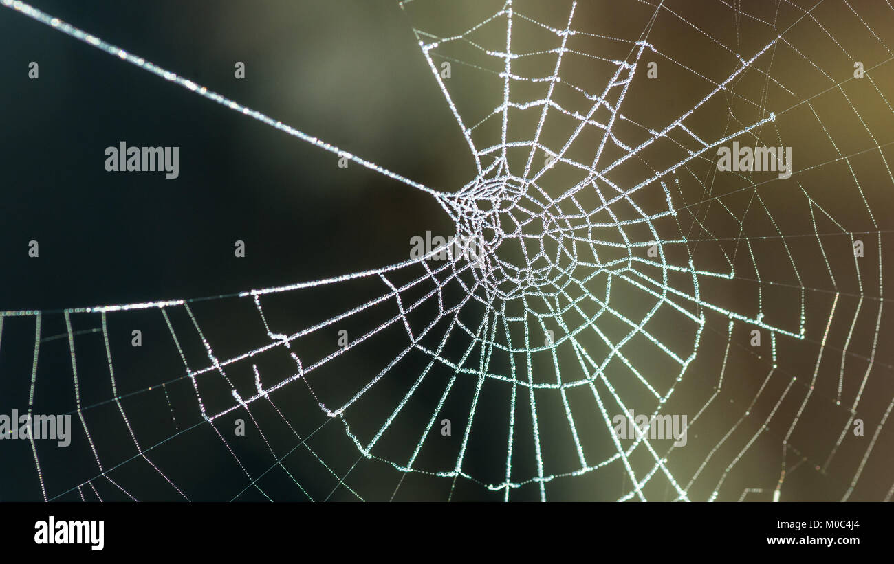 Spider web hi-res stock photography and images - Alamy