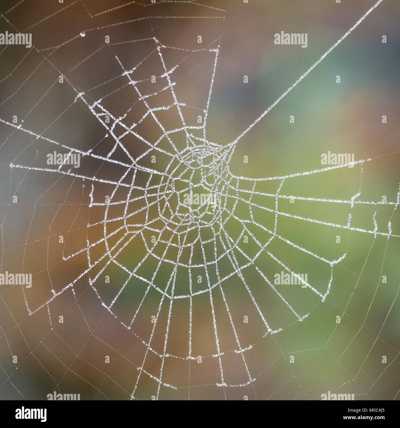 Cobweb ice frost hi-res stock photography and images - Alamy