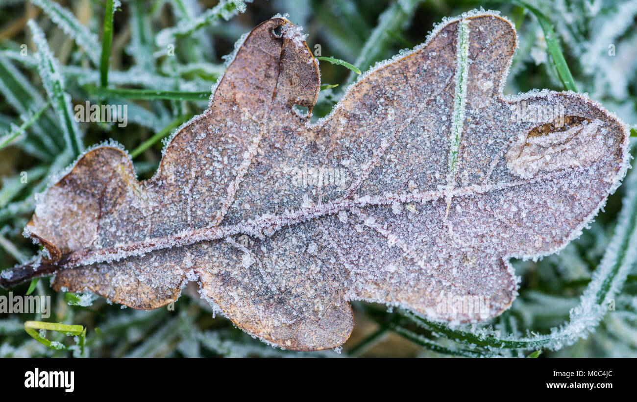 Macro shot frost covered hi-res stock photography and images - Alamy