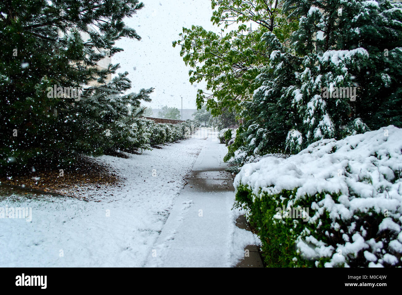 Longmount hi-res stock photography and images - Alamy