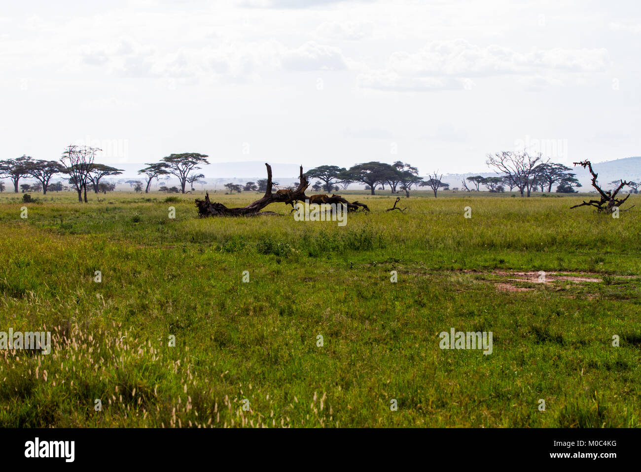 Serengeti National Park, Tanzanian national park in the Serengeti ...