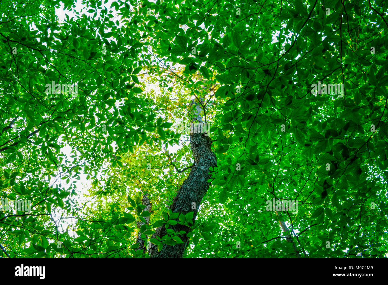 Beech And Maple Trees, West Canada Lakes Wilderness Area, Adirondack ...