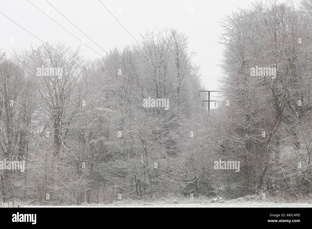 A telegraph pole and snow covered trees in Honley, West Yorkshire, Dec ...