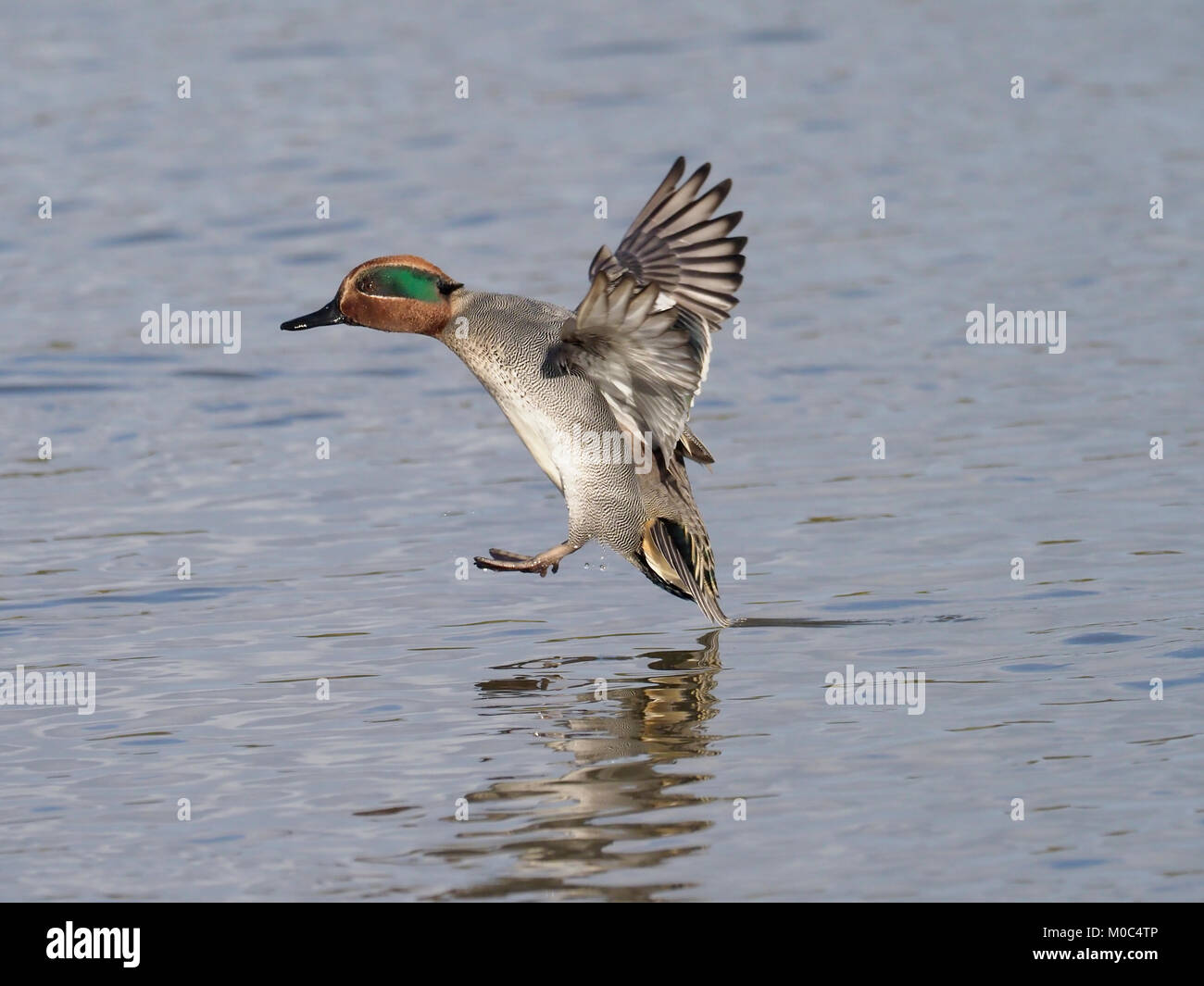 Flying anas crecca bird uk hi-res stock photography and images - Alamy