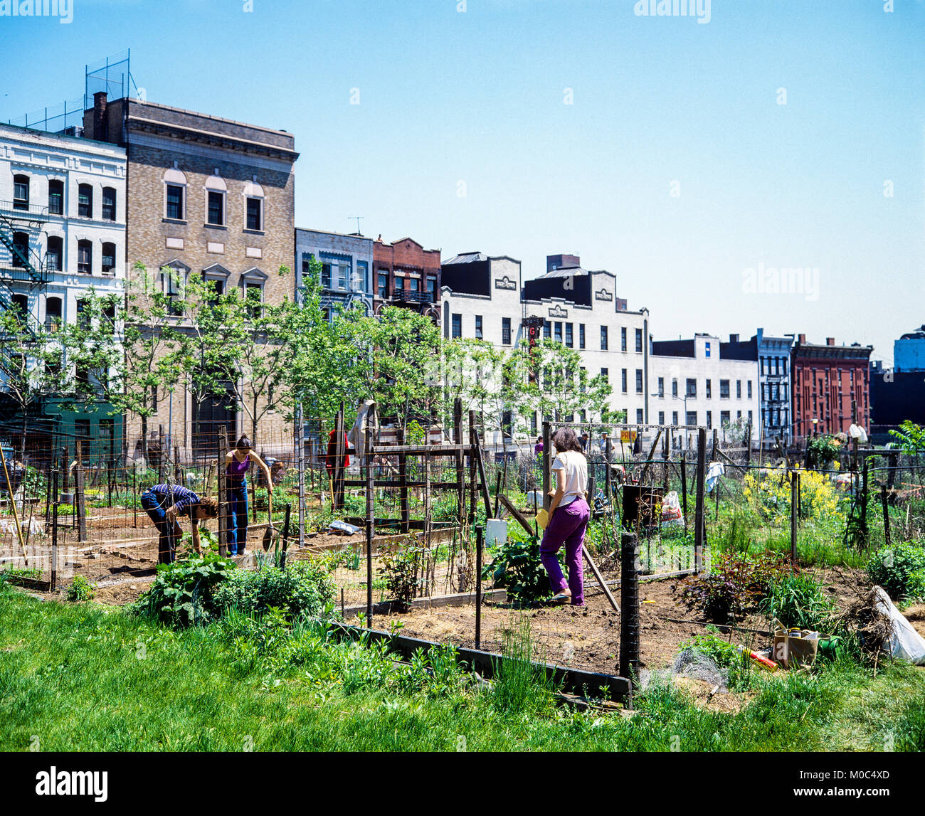 Neighbours working in their plots hi-res stock photography and images ...