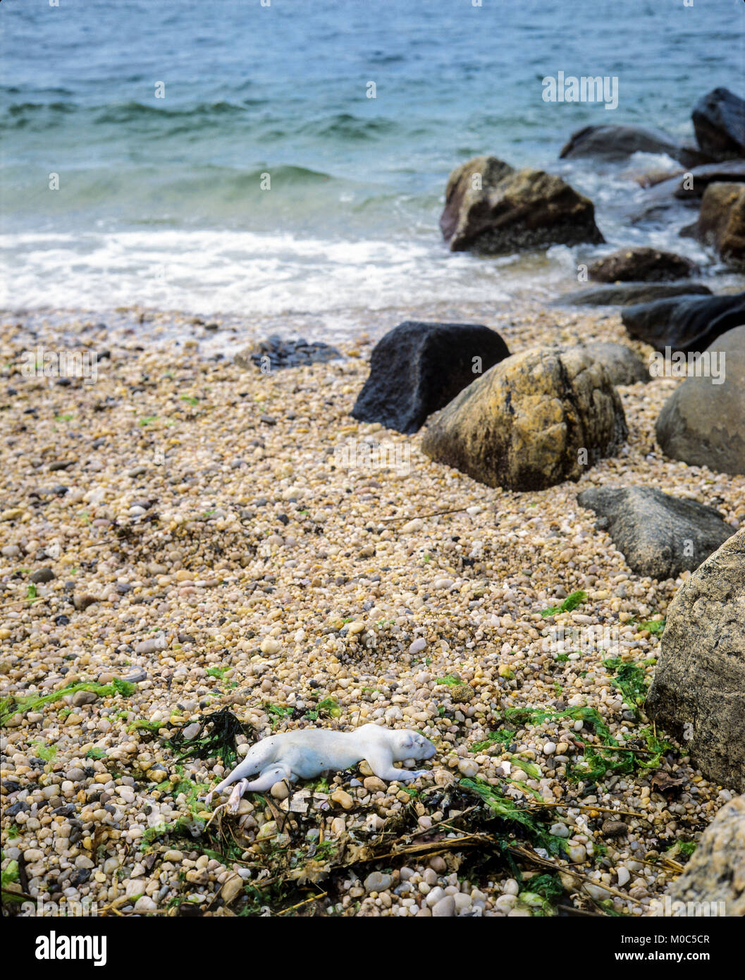 May 1982, dead animal, white carcass, shingle beach, rocks, sea ...