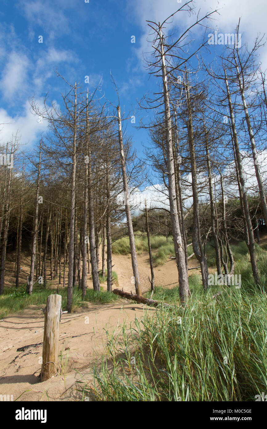 Newborough Forest Anglesey Stock Photos & Newborough Forest Anglesey ...