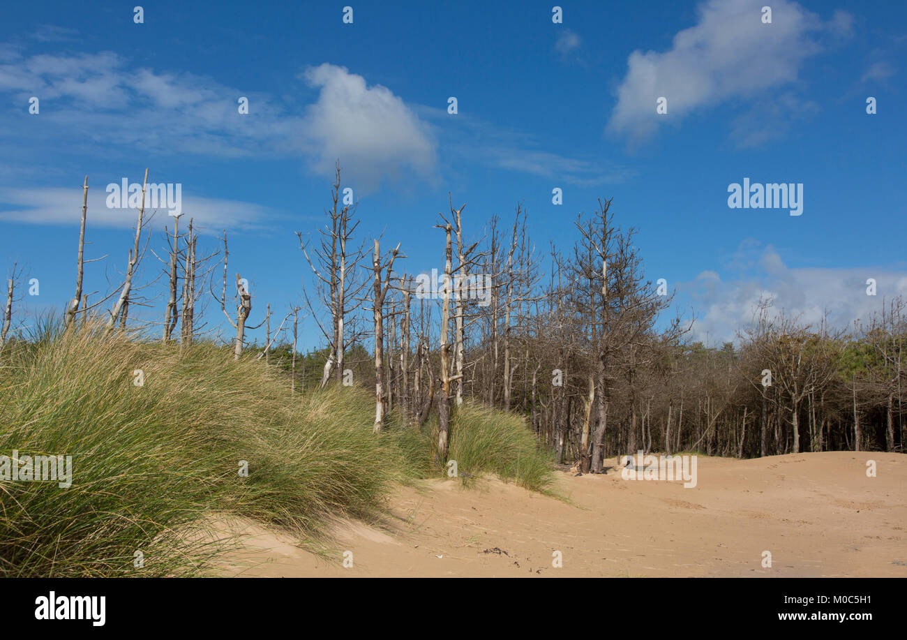 stripped trees from wales beside a sandy beach Stock Photo - Alamy