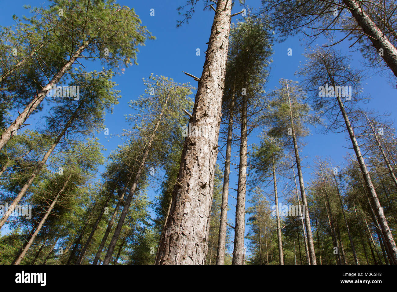 Looking up a pine tree Stock Photo - Alamy