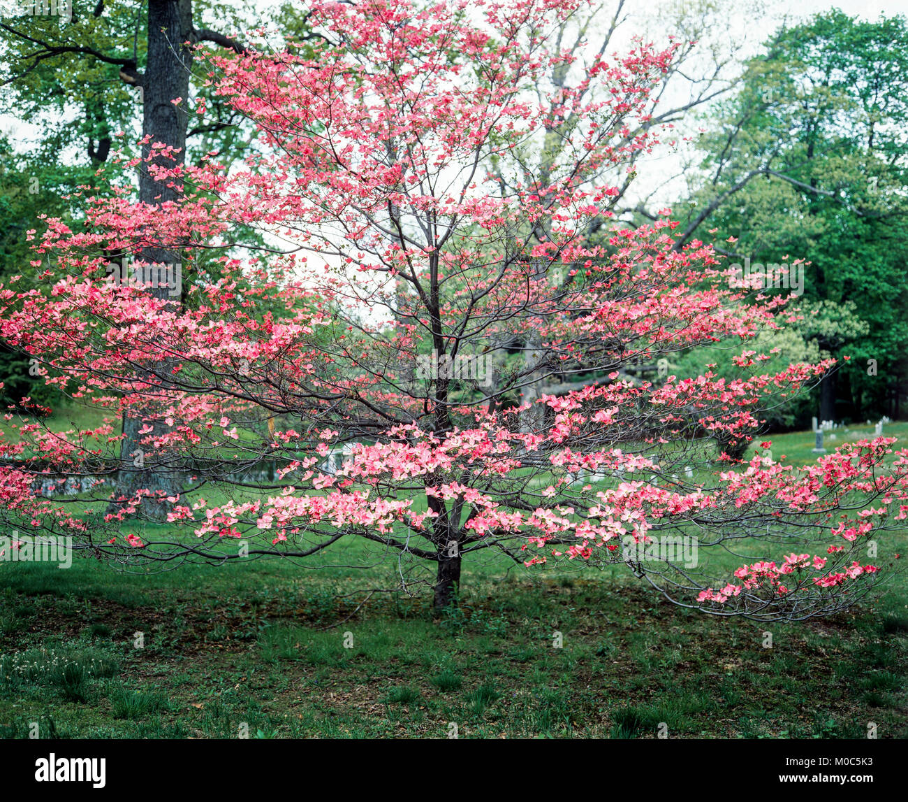May 1982, blooming pink dogwood tree, park, springtime, Long Island ...