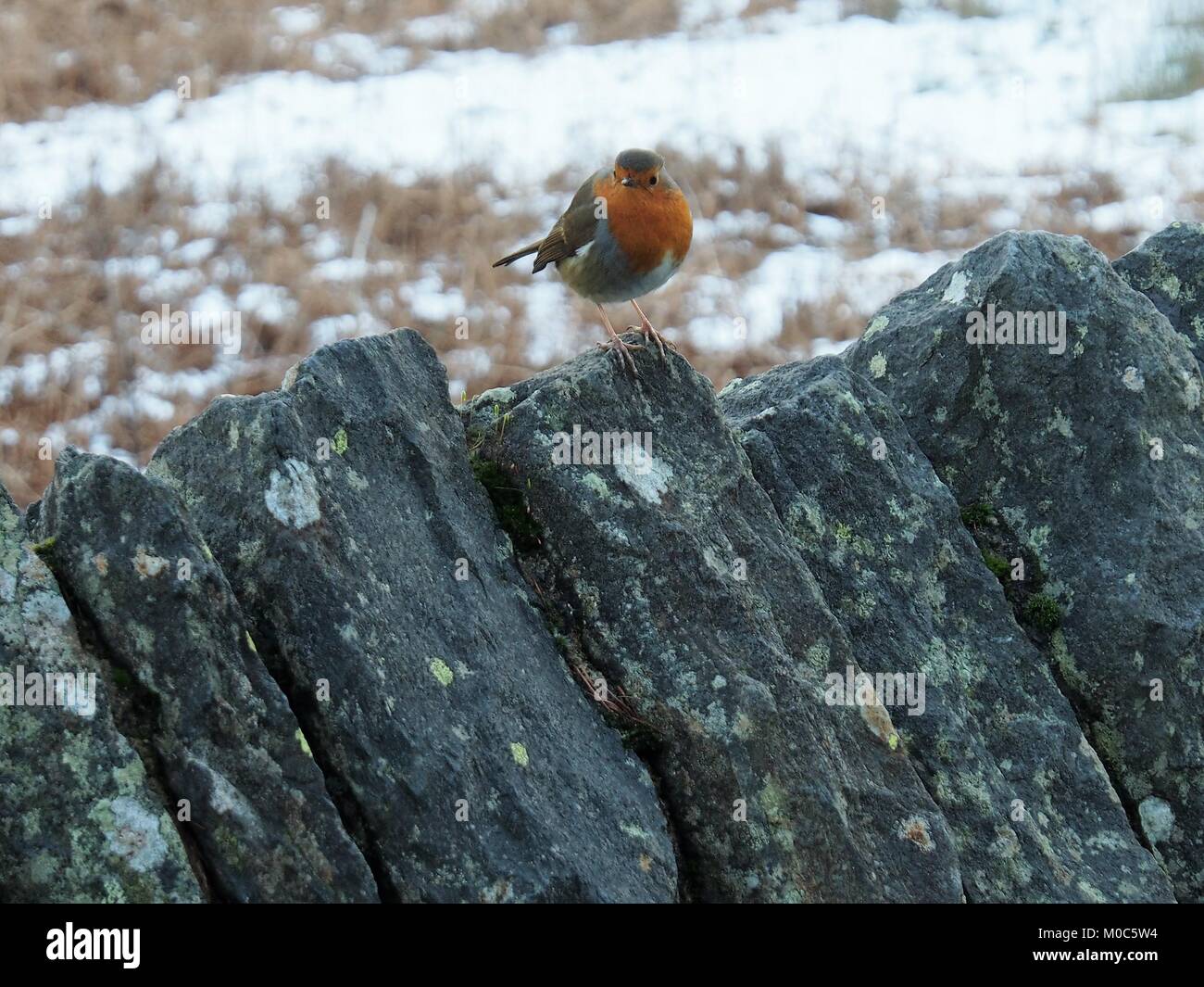 European Robin perched on a dry stone wall, Whinlatter Pass, Lake ...